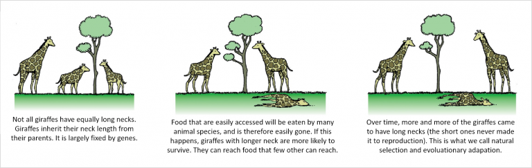 Natural selection and adaptation - Polarpedia