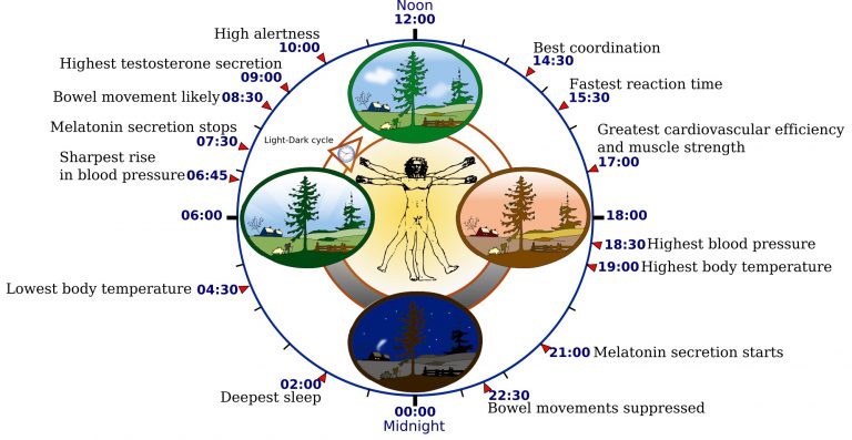 Circadian rhythm - Polarpedia